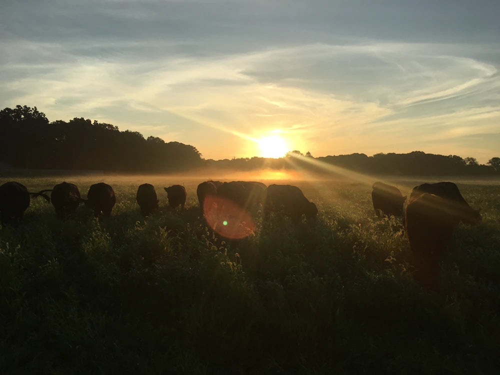 Growth Hormones in Cows & the Effects on Humans | Acabonac Farms