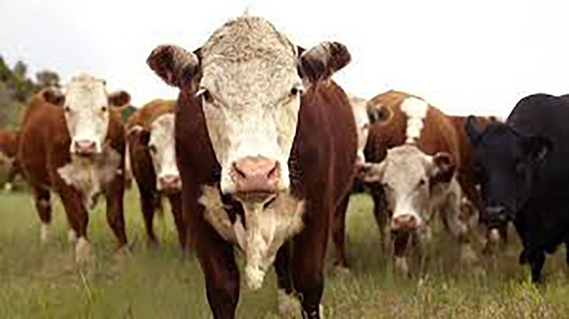 Where Did Your Beef Come From?