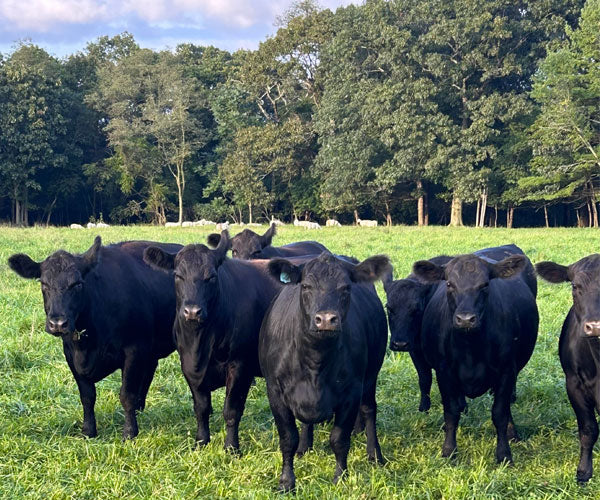 How Our Animals Live Together to Rebuild Long Island Soil and Produce ...