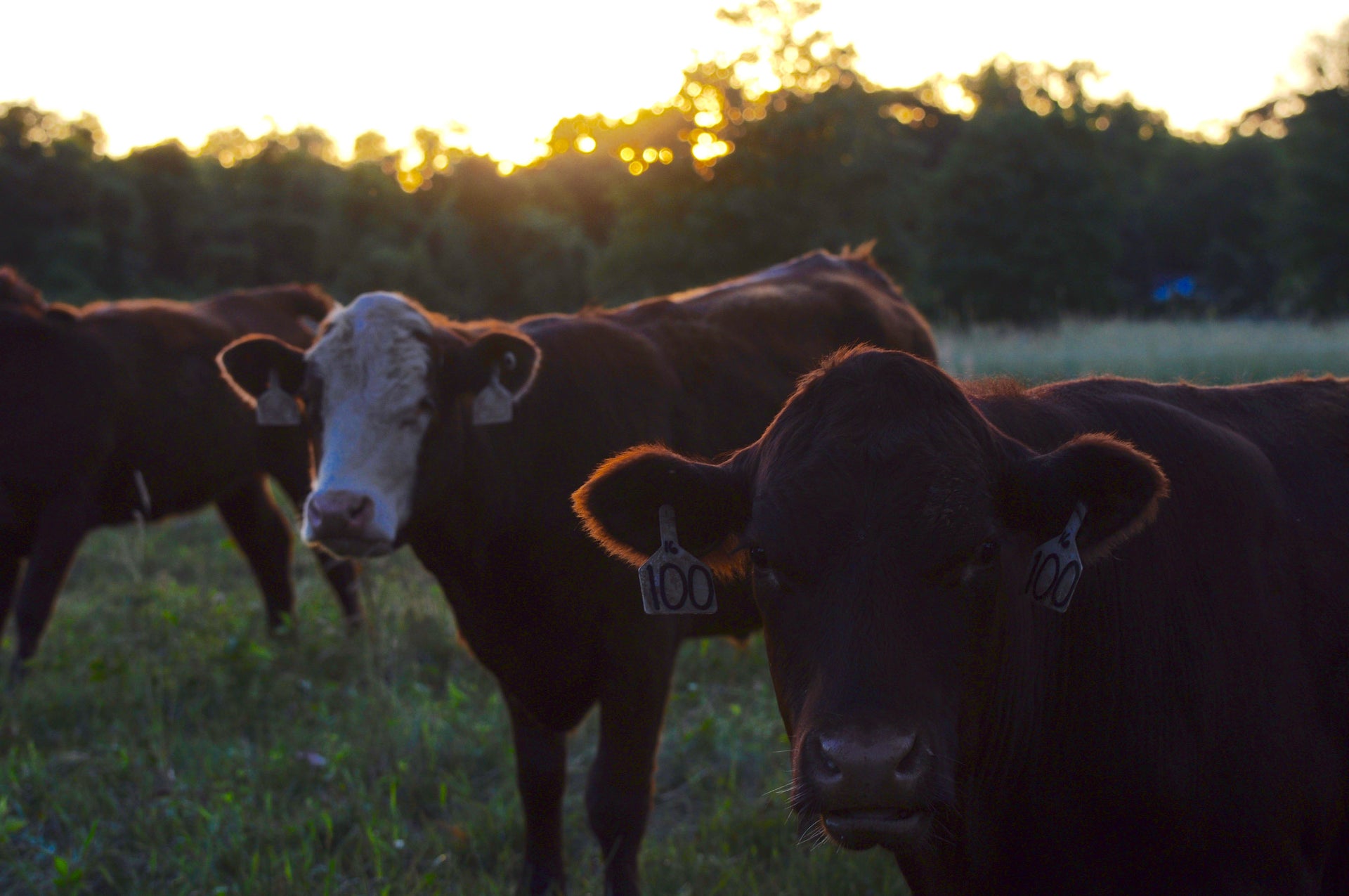 Acabonac Farms | Grass Fed Beef & Meat Farm on Long Island, NY