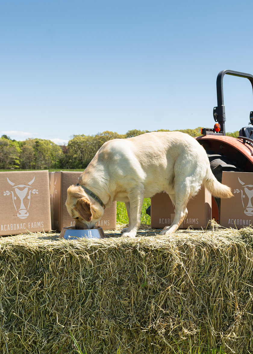 Grass Fed Raw Dog Food: Fresh Beef Dog Food | Acabonac Farms